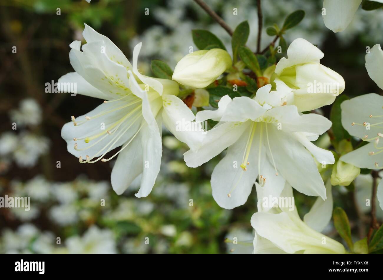 White azalea flowers on a bush in the spring garden Stock Photo - Alamy