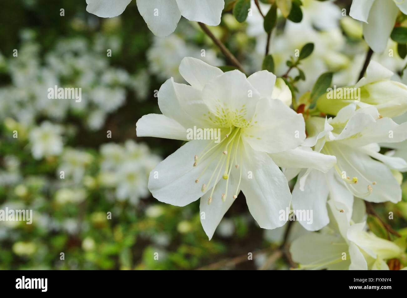 White azalea hi-res stock photography and images - Alamy
