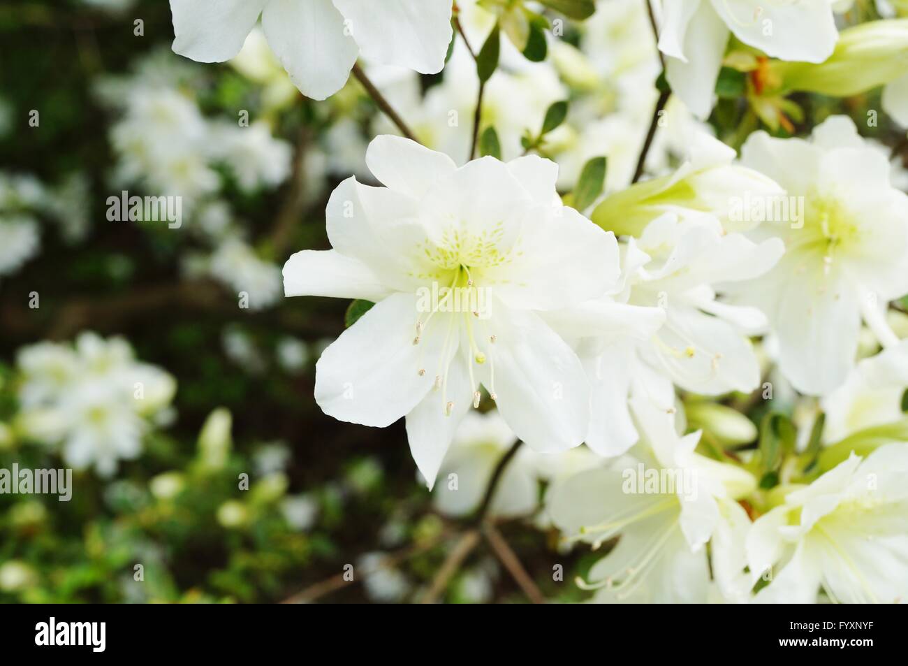 White azalea hi-res stock photography and images - Alamy