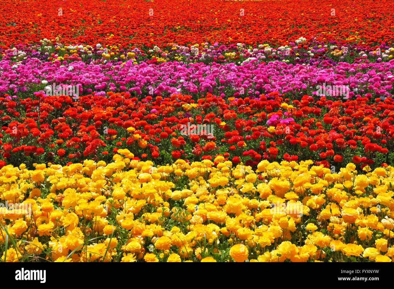 Flowers - buttercups Ranunculus Bloomingdale Stock Photo - Alamy