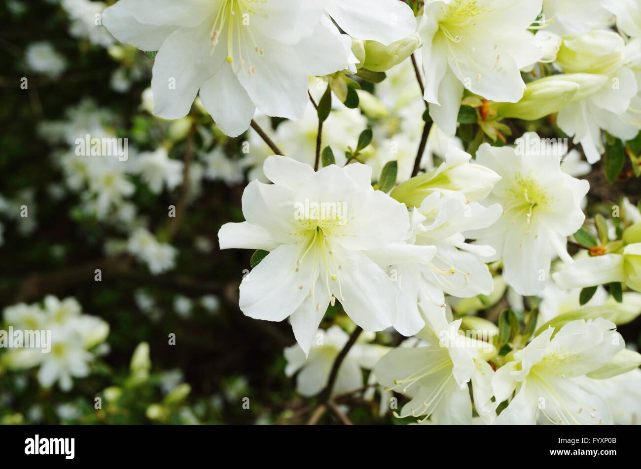 White azalea flowers on a bush in the spring garden Stock Photo - Alamy