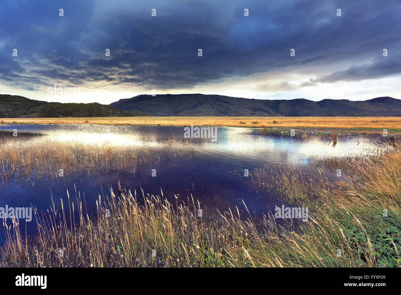 Shallow lake overgrown grass hi-res stock photography and images - Alamy
