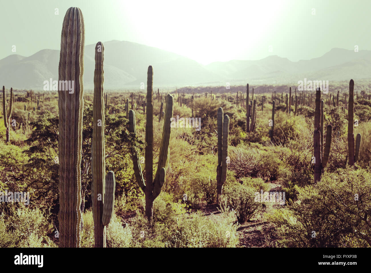 Cactus in Mexico Stock Photo - Alamy
