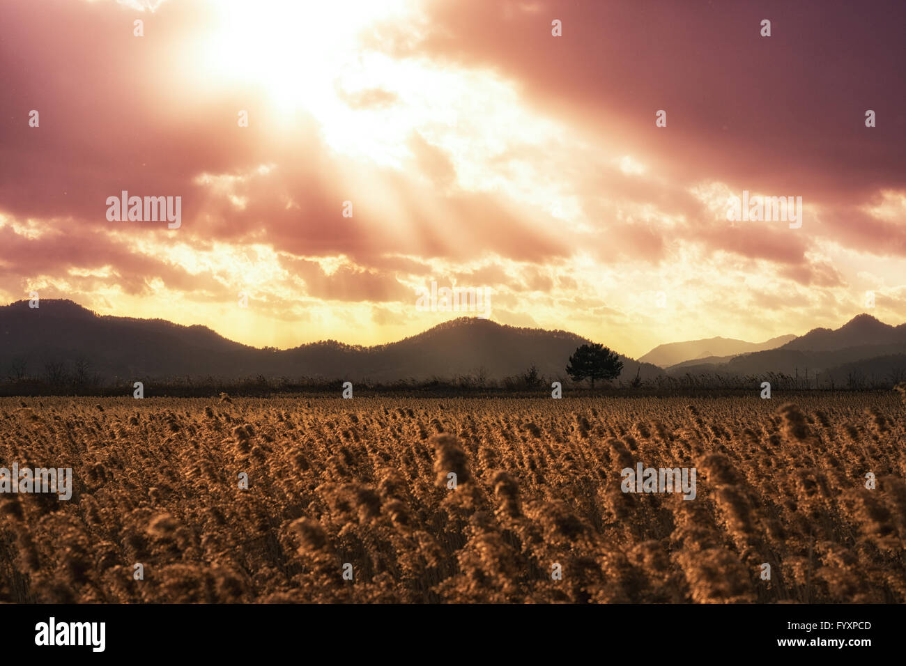 View over marshland reed hi-res stock photography and images - Alamy