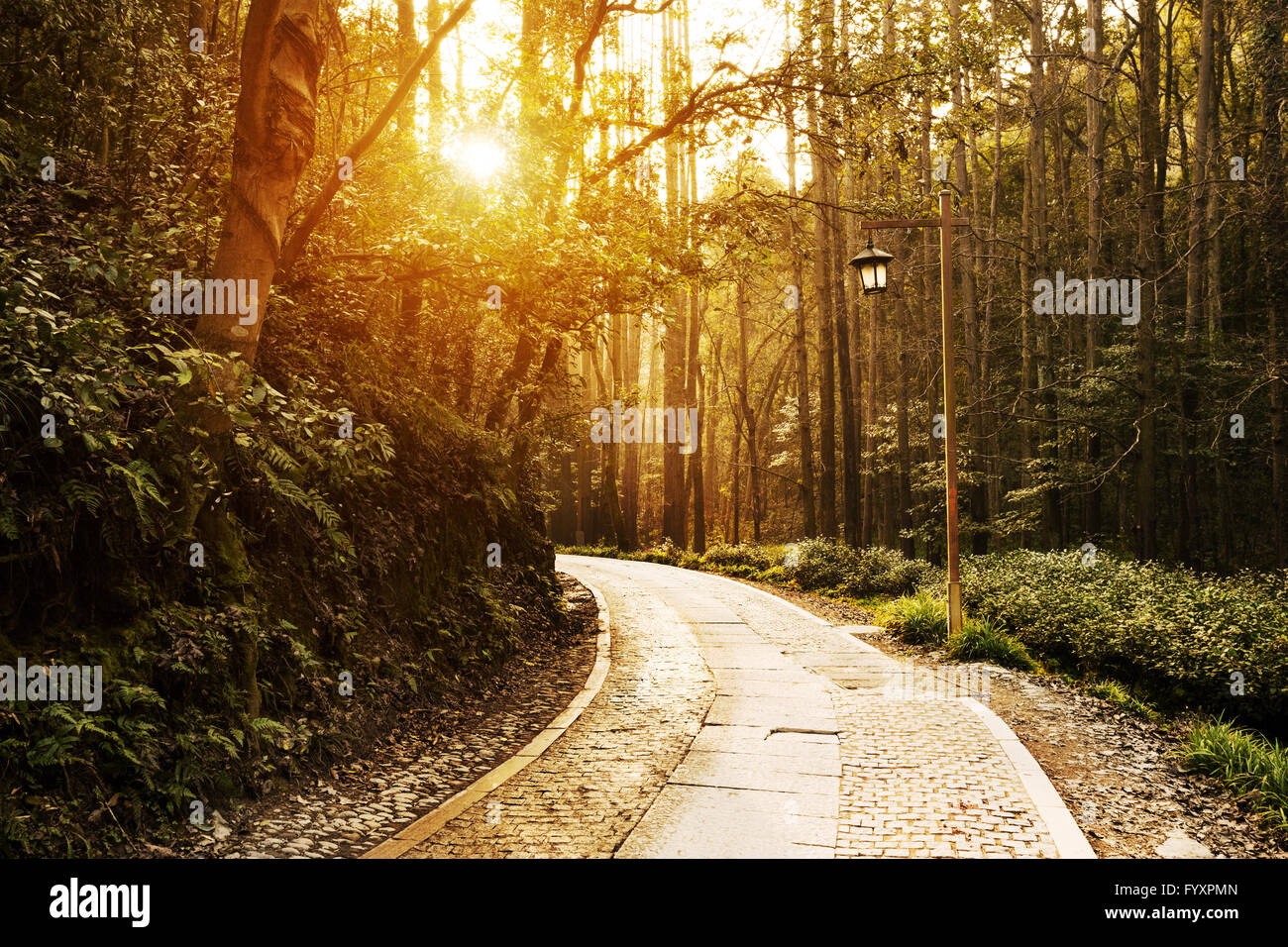 footpath through forest with sunbeam Stock Photo - Alamy