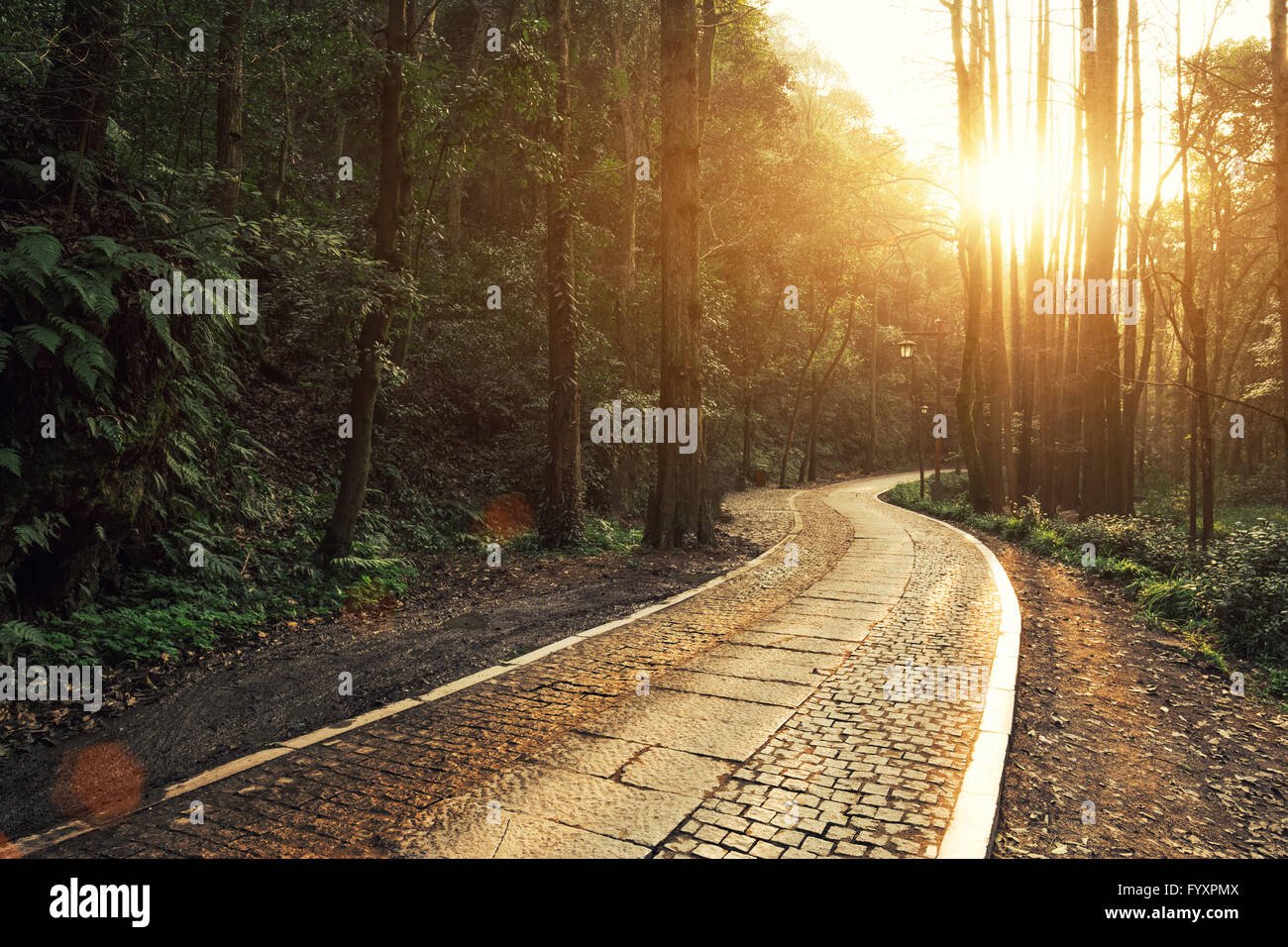 footpath through forest with sunbeam Stock Photo - Alamy