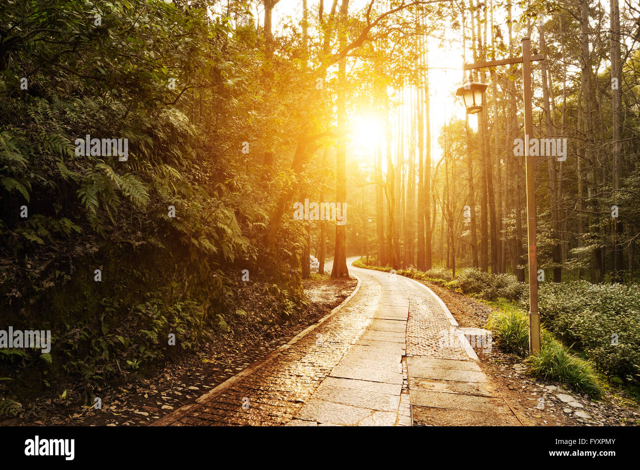 footpath through forest with sunbeam Stock Photo - Alamy