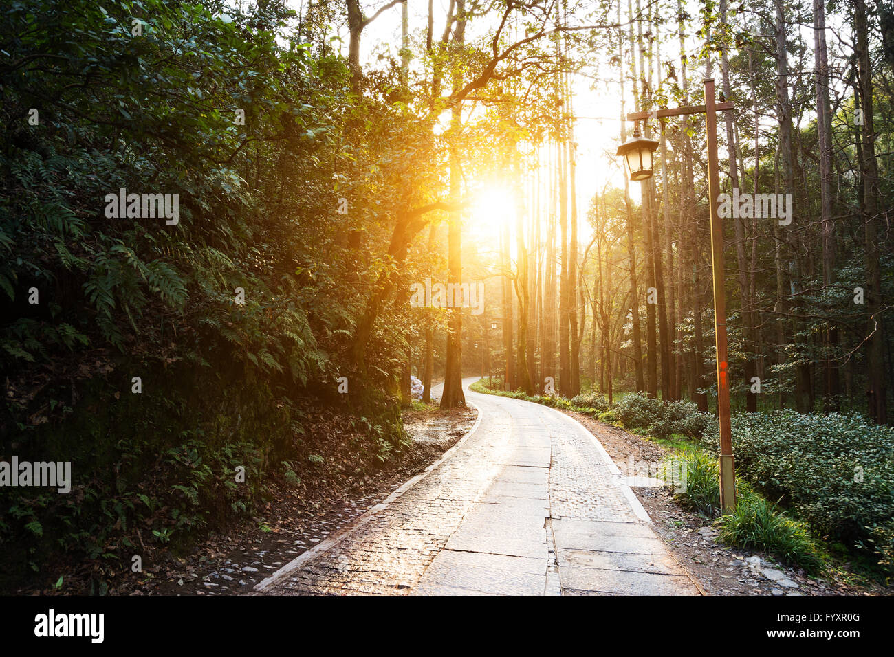footpath through forest with sunbeam Stock Photo - Alamy