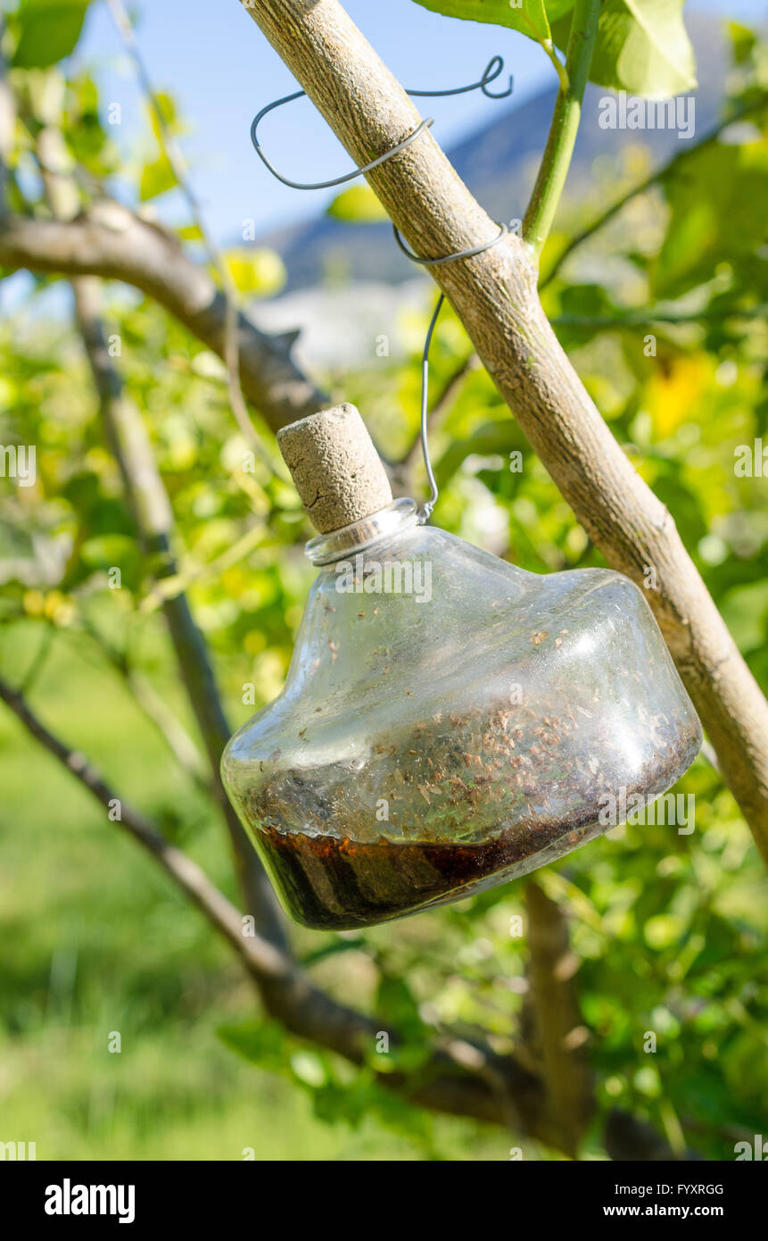 Traditional citrus tree fly trap that does not use any chemicals Stock ...
