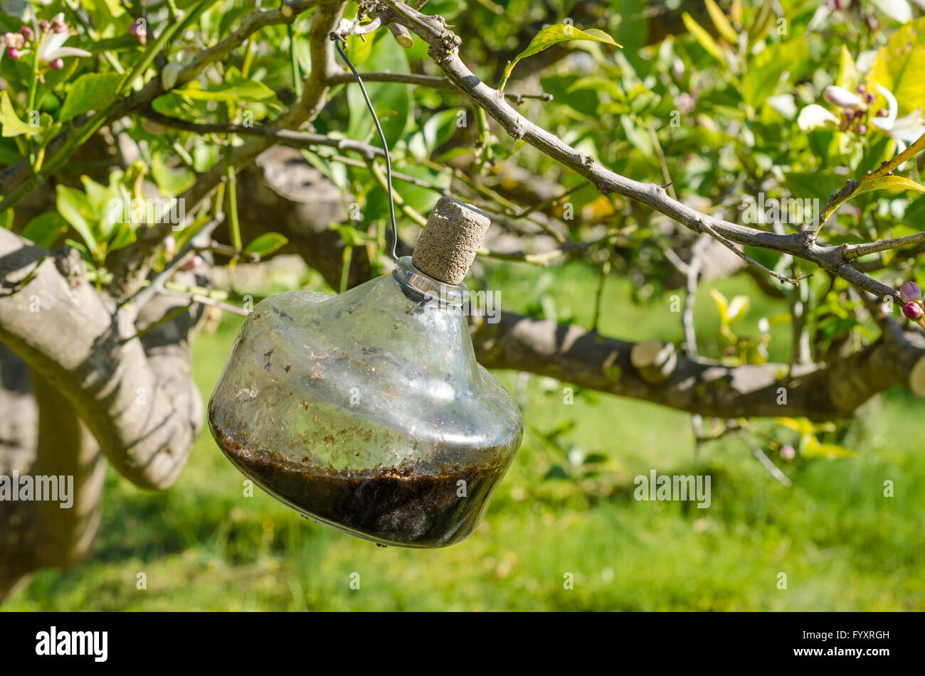 Traditional citrus tree fly trap that does not use any chemicals Stock ...