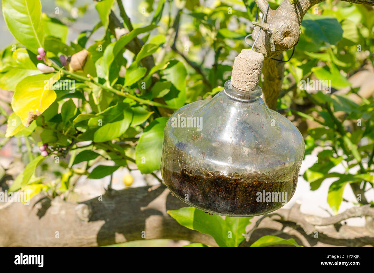 Bio fly trap hi-res stock photography and images - Alamy