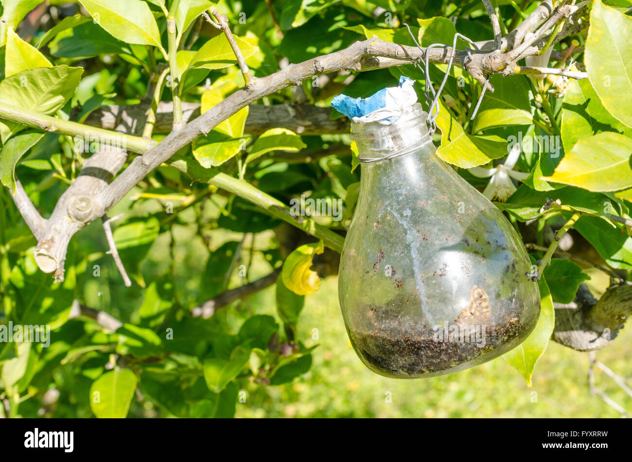Traditional citrus tree fly trap that does not use any chemicals Stock ...