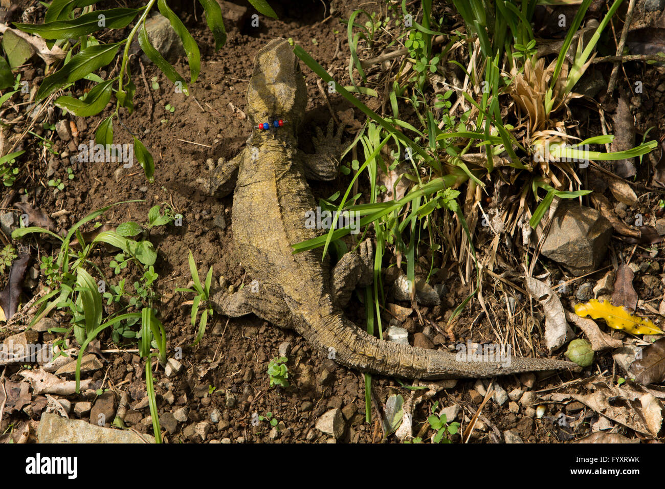 Tuatara is a reptile endemic to New Zealand. Resembling common lizards ...
