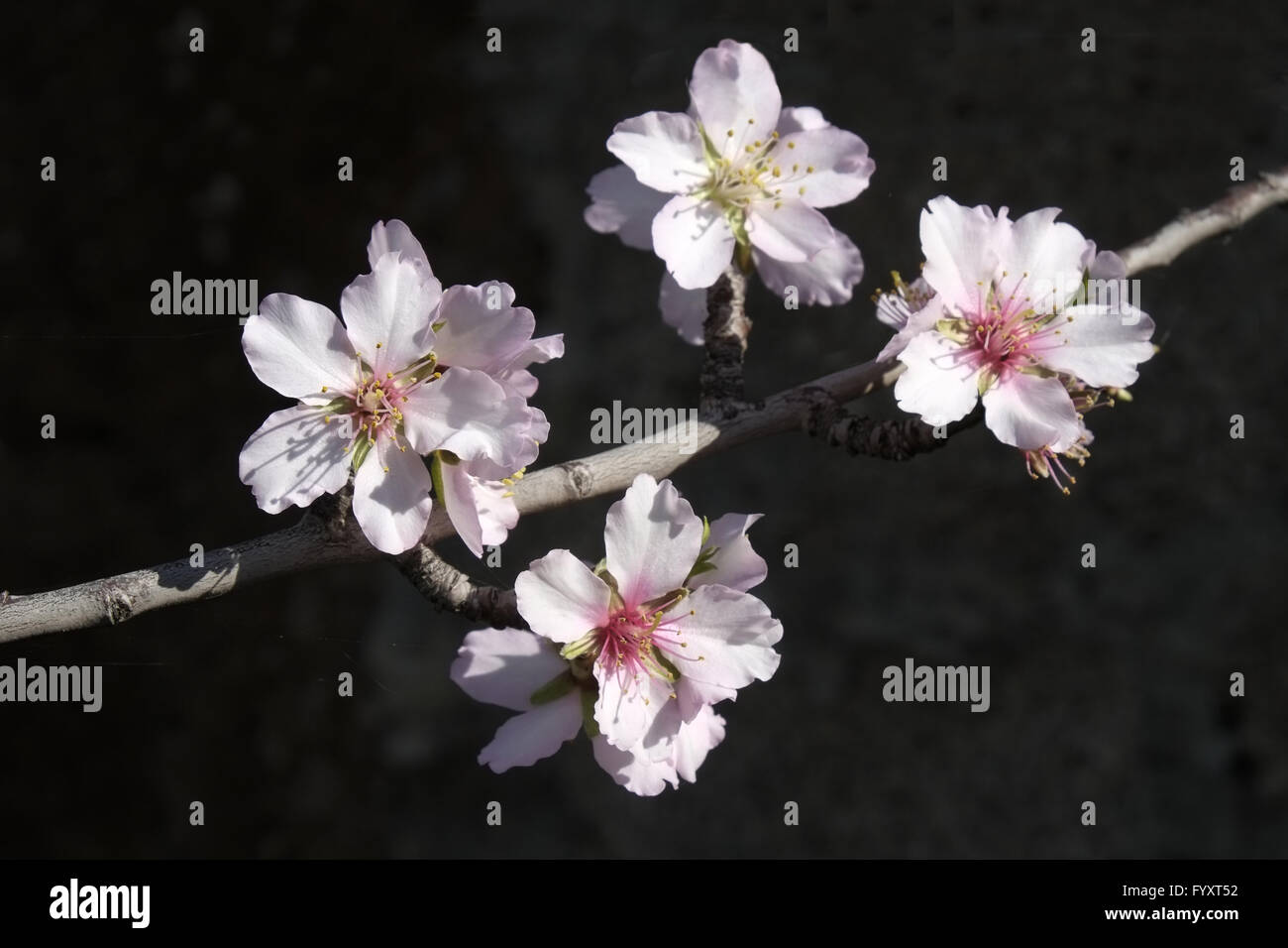 Blooming branch of an almond tree, La Palma Stock Photo - Alamy