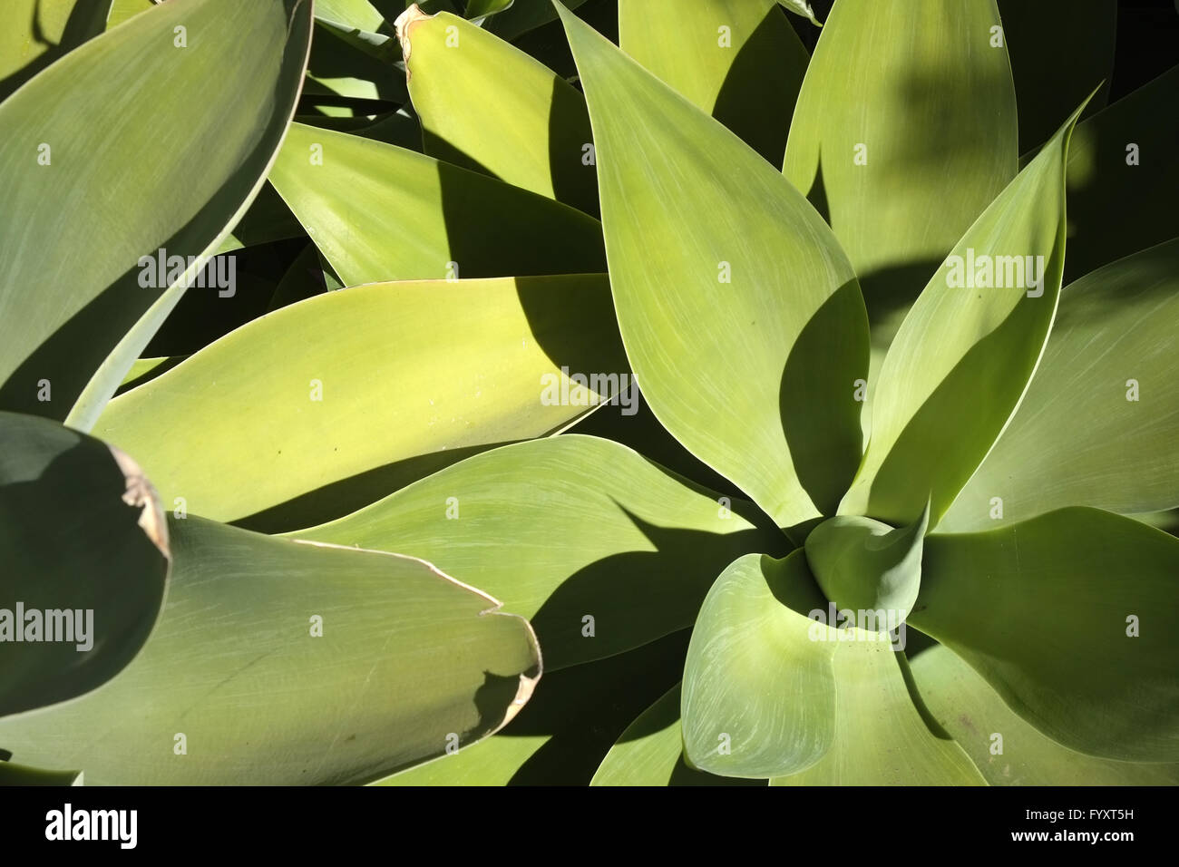 Agave rosette hi-res stock photography and images - Alamy