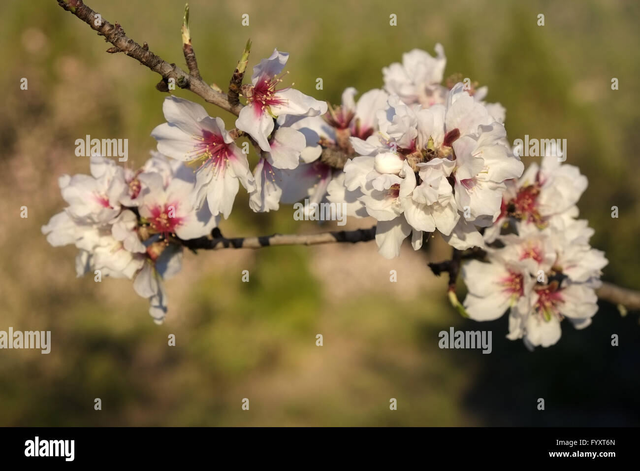 Blooming branch of an almond tree, La Palma Stock Photo - Alamy