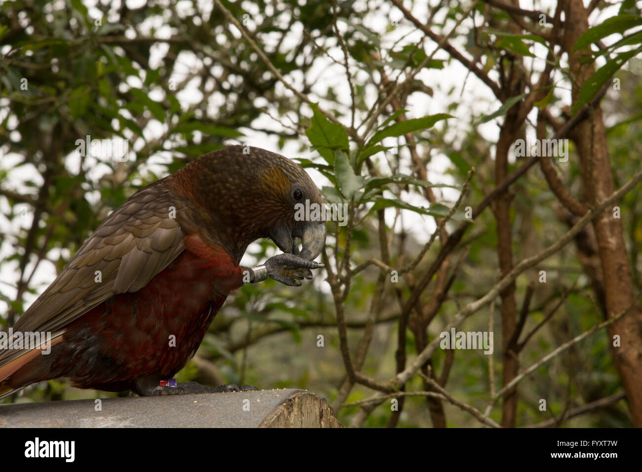 The Kaka (Nestor meridionalis) is a large species of parrot endemic to ...