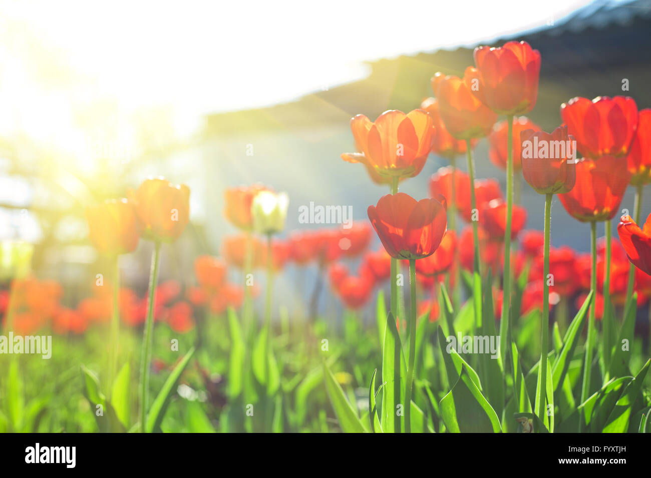 Field of red colored tulips Stock Photo - Alamy