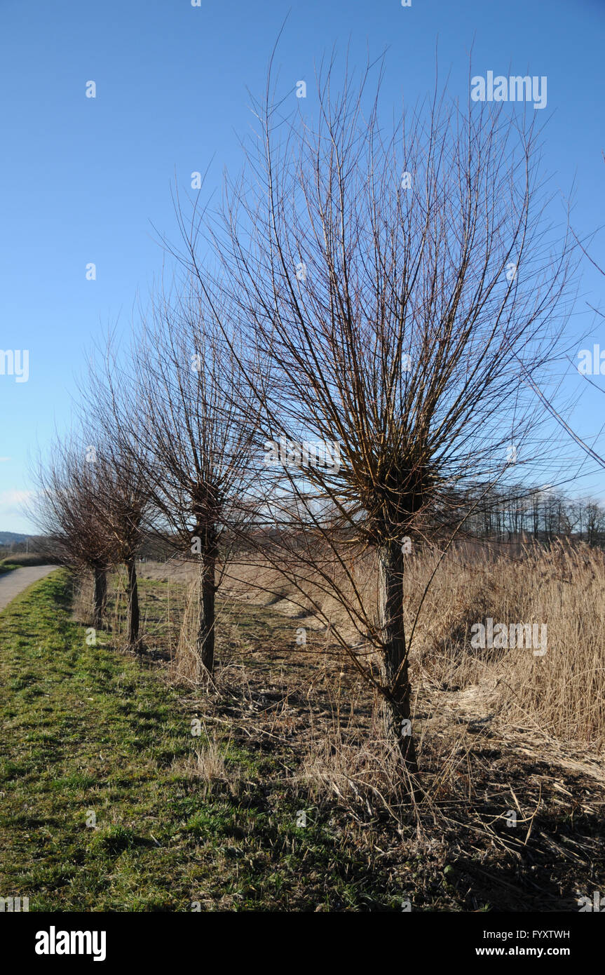 Salix, Pollard willow Stock Photo - Alamy