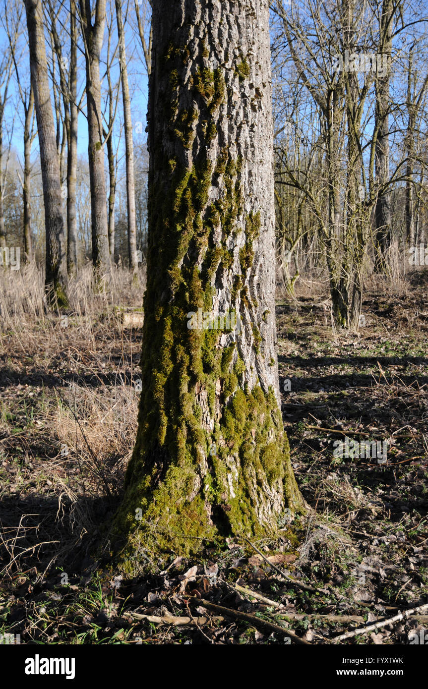 Populus balsamifera, Balsam poplar, trunk Stock Photo - Alamy