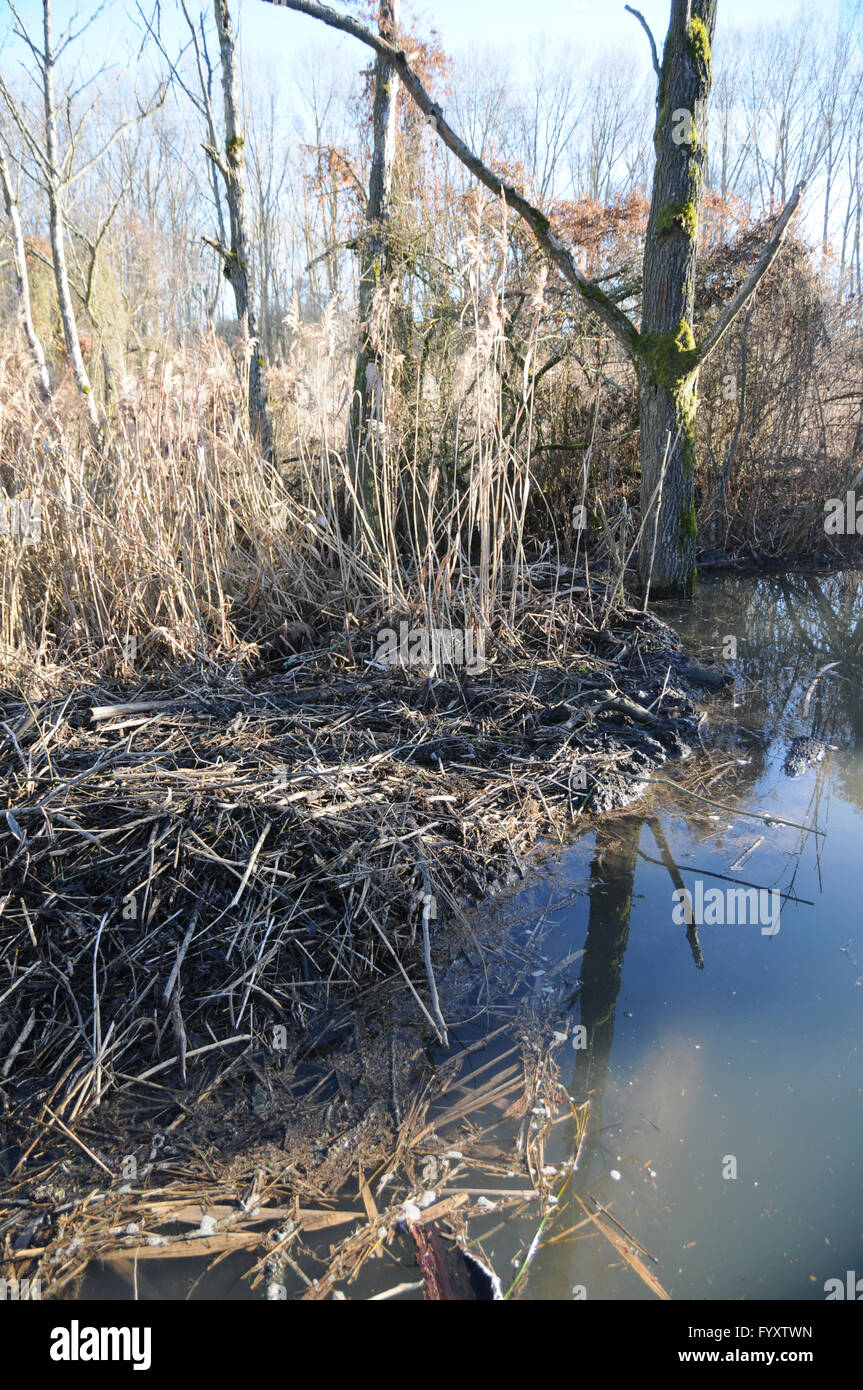 Castor fiber, Beaver, Dam Stock Photo - Alamy