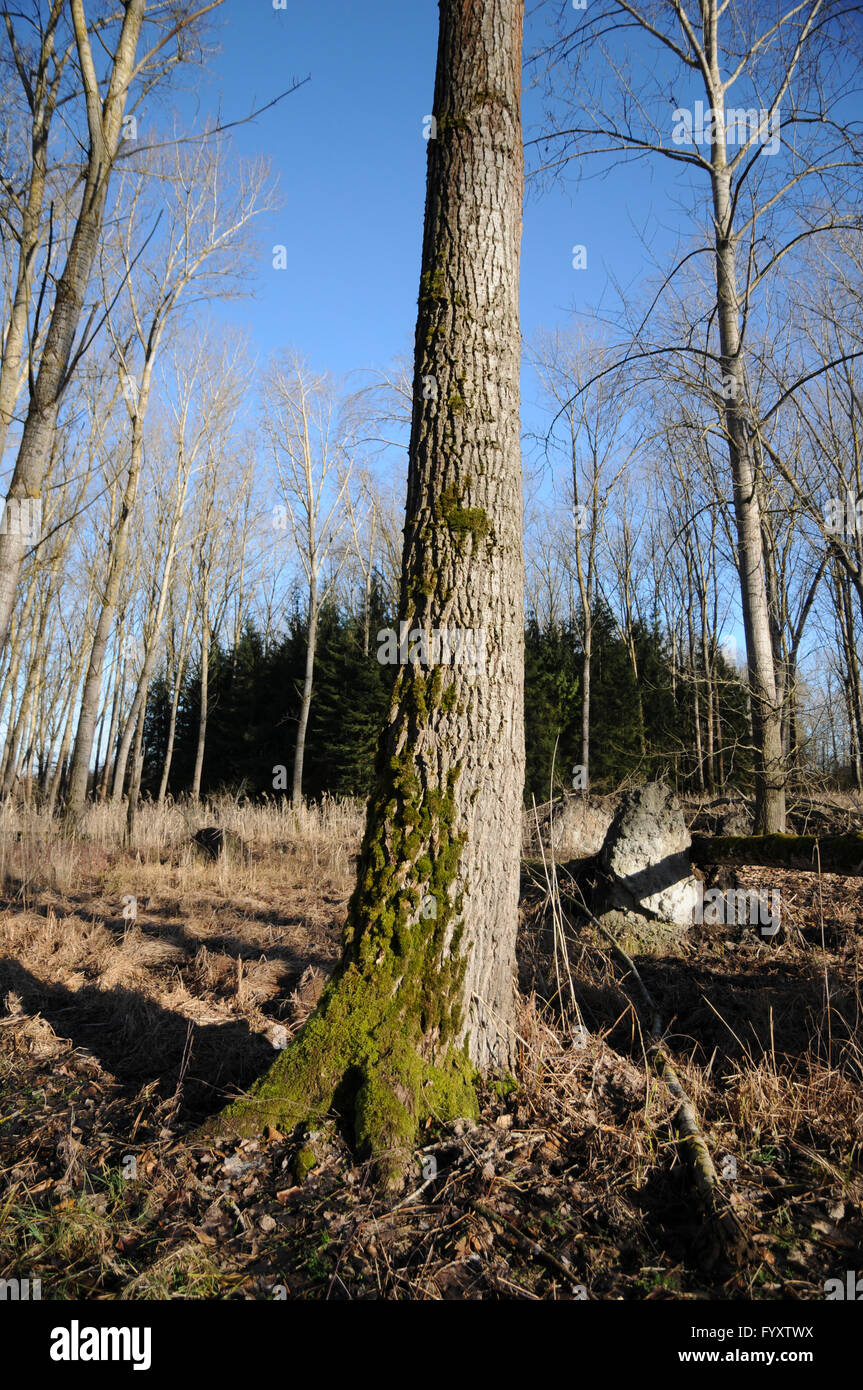 Populus balsamifera hi-res stock photography and images - Alamy