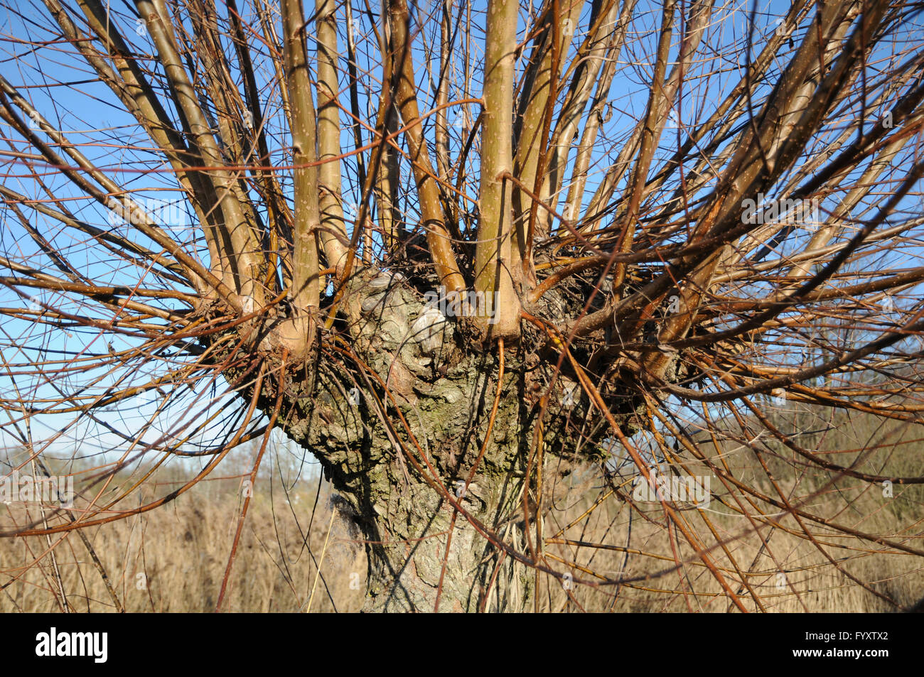 Salix, Pollard willow Stock Photo - Alamy
