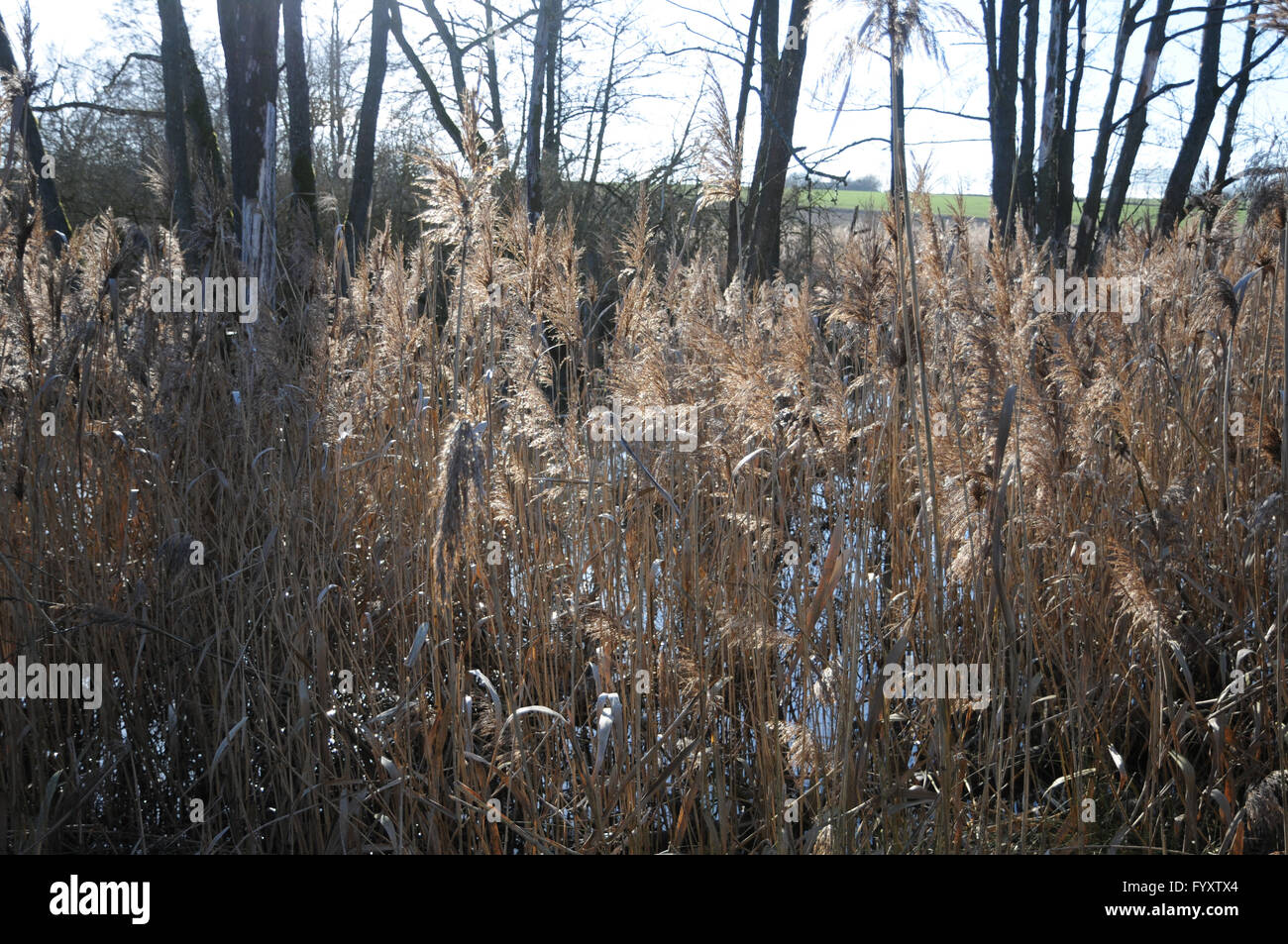 Phragmites australis, Reed Stock Photo - Alamy