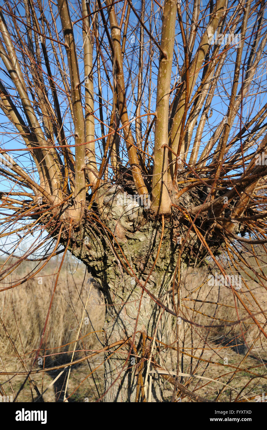 Salix, Pollard willow Stock Photo - Alamy