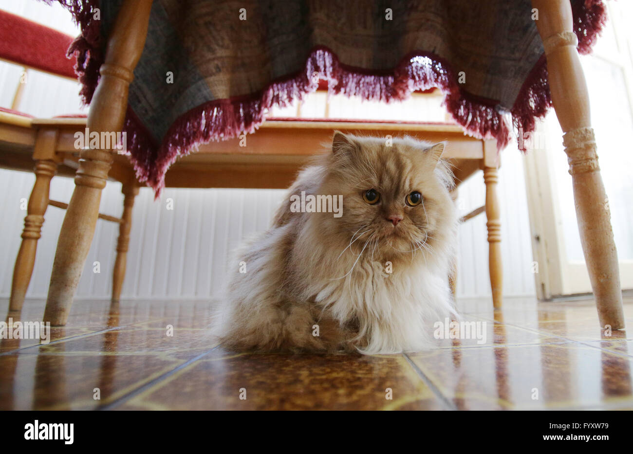 Kitten under table hi-res stock photography and images - Alamy