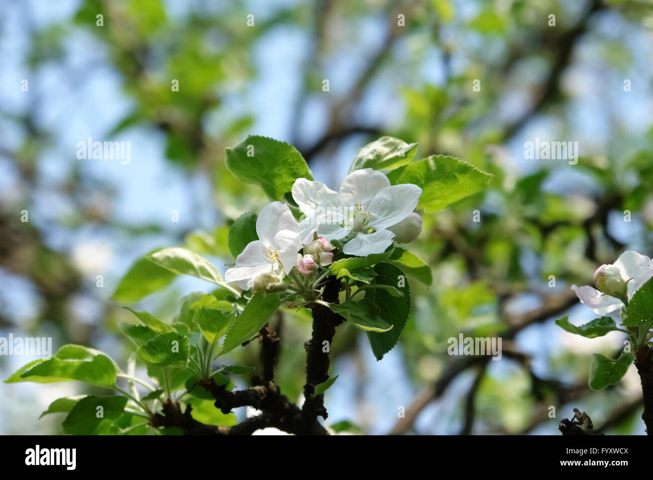 Ukrainian garden hi-res stock photography and images - Alamy