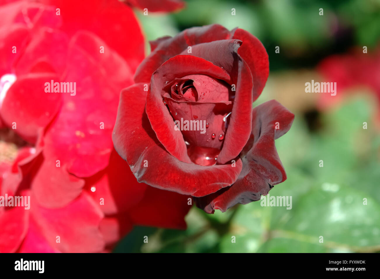 Big red rose hi-res stock photography and images - Alamy