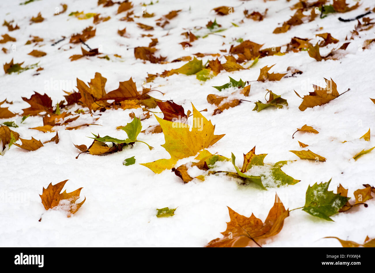Autumn leaves on snow Stock Photo - Alamy