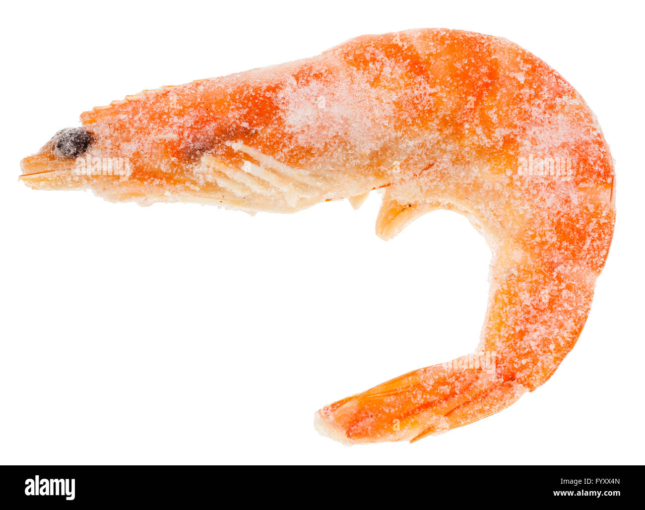 one frozen cooked shrimp close up isolated on white background Stock ...