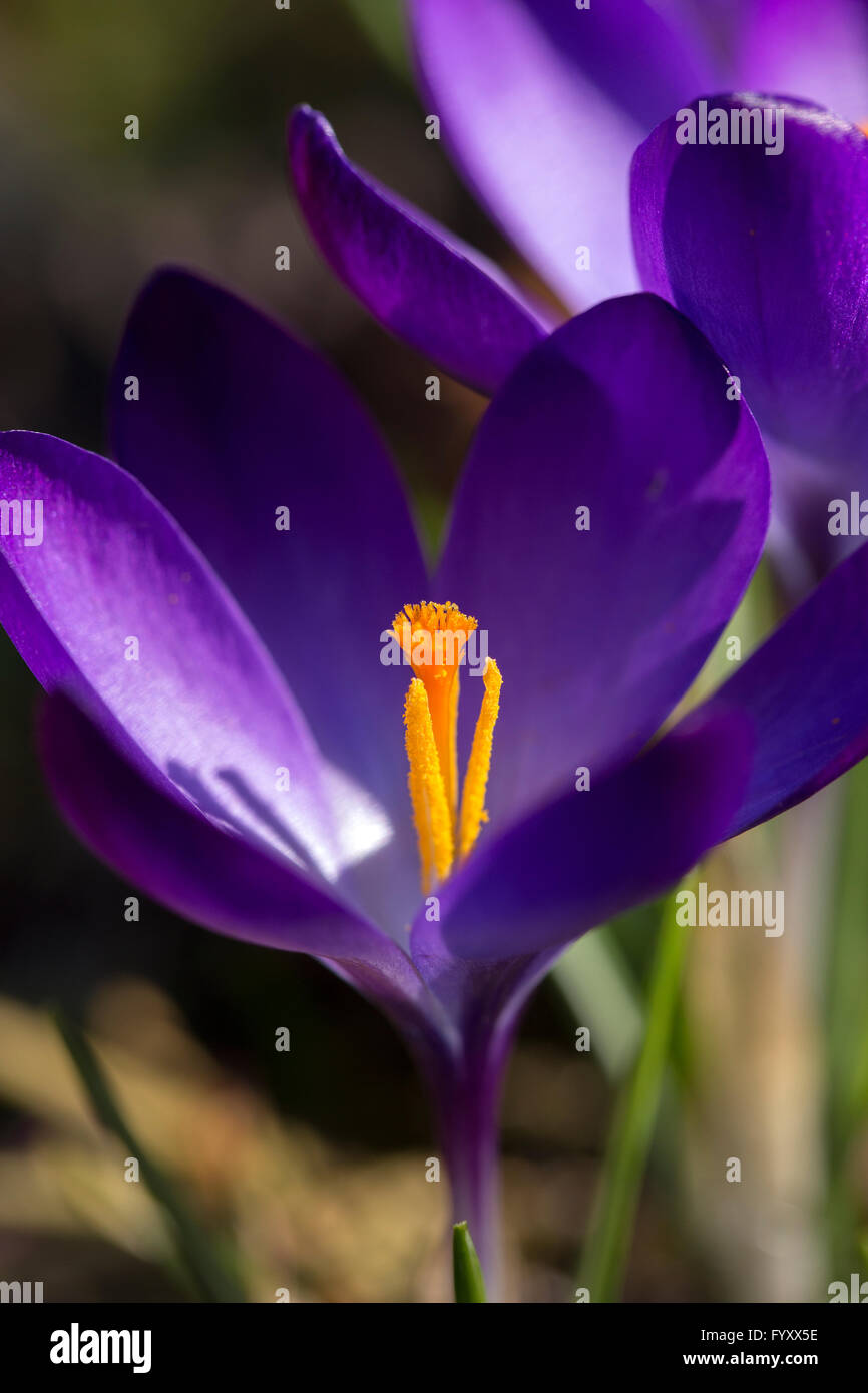 Purple Crocus, close-up Stock Photo - Alamy