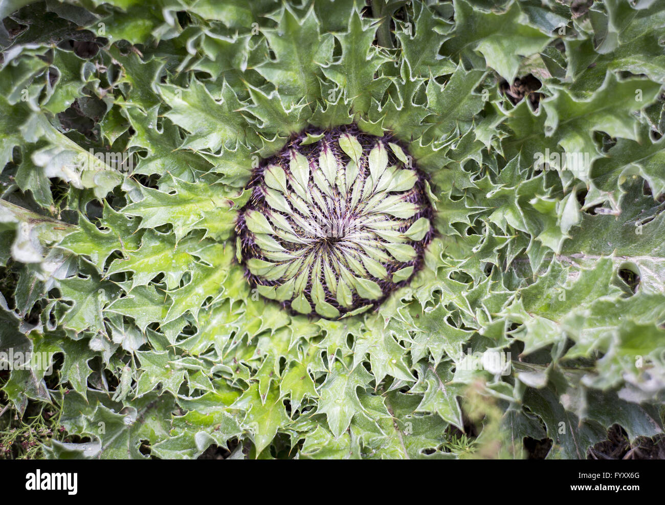 Prickly Plant Stock Photos & Prickly Plant Stock Images - Alamy