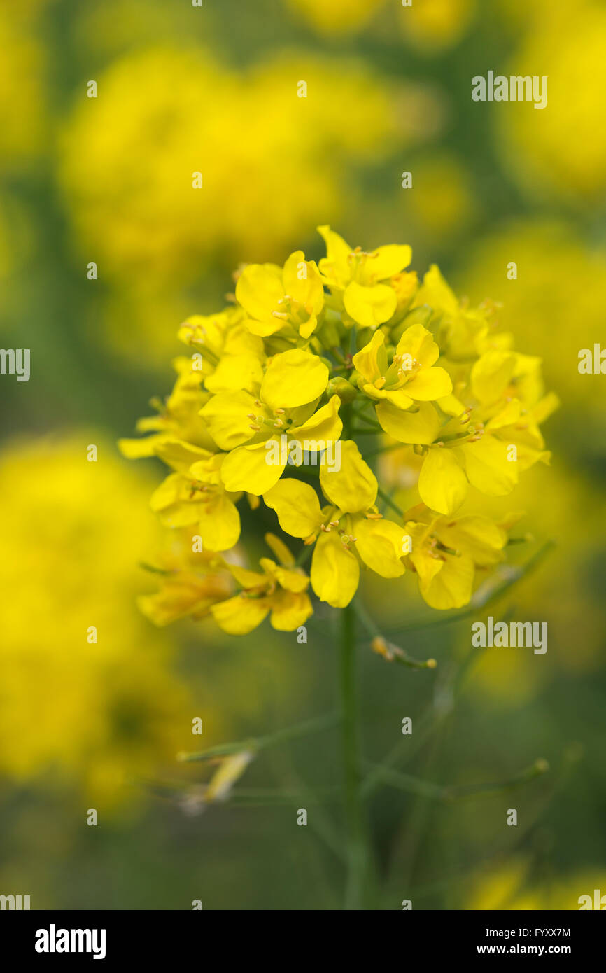 Flowering Field Mustard (Brassica rapa), close-up Stock Photo - Alamy