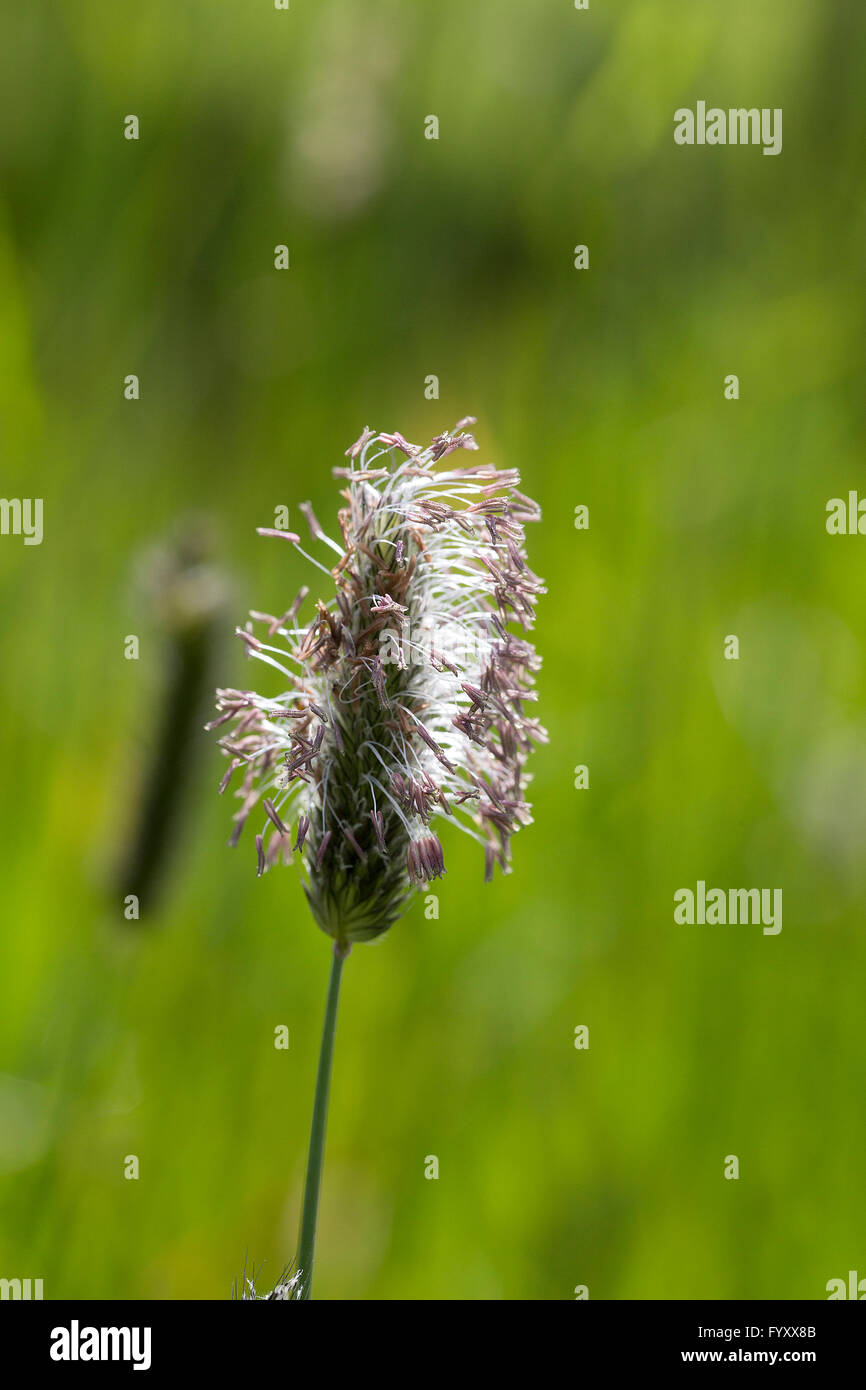 Foxtail grass (Alopecurus sp.), flowering Stock Photo - Alamy