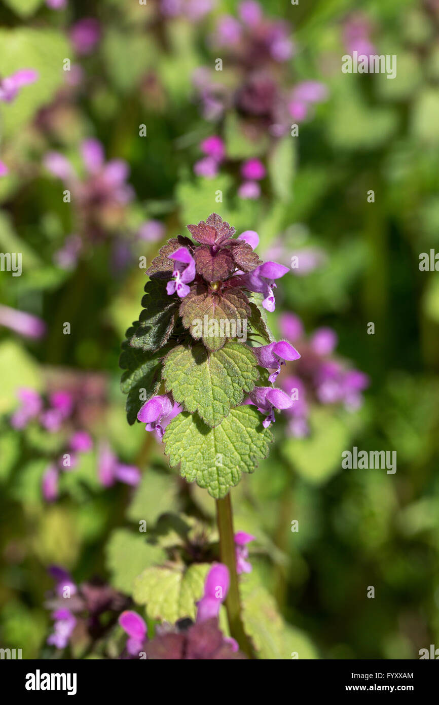Ivy with purple flowers hi-res stock photography and images - Alamy