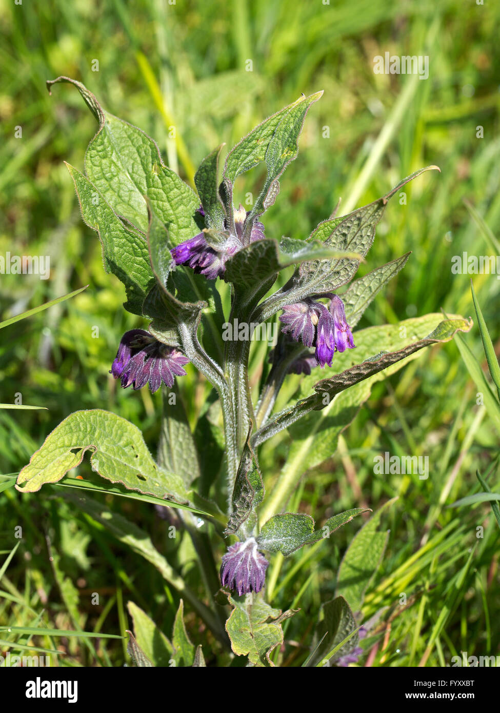 Common Comfrey (Symphytum officinale) with purple flowers and buds ...