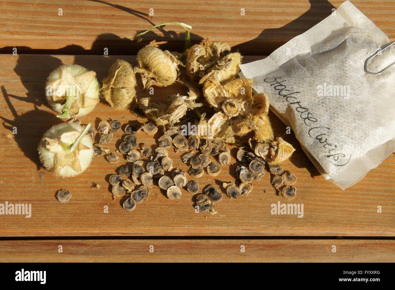Alcea rosea, Marsh mallow, seeds Stock Photo - Alamy