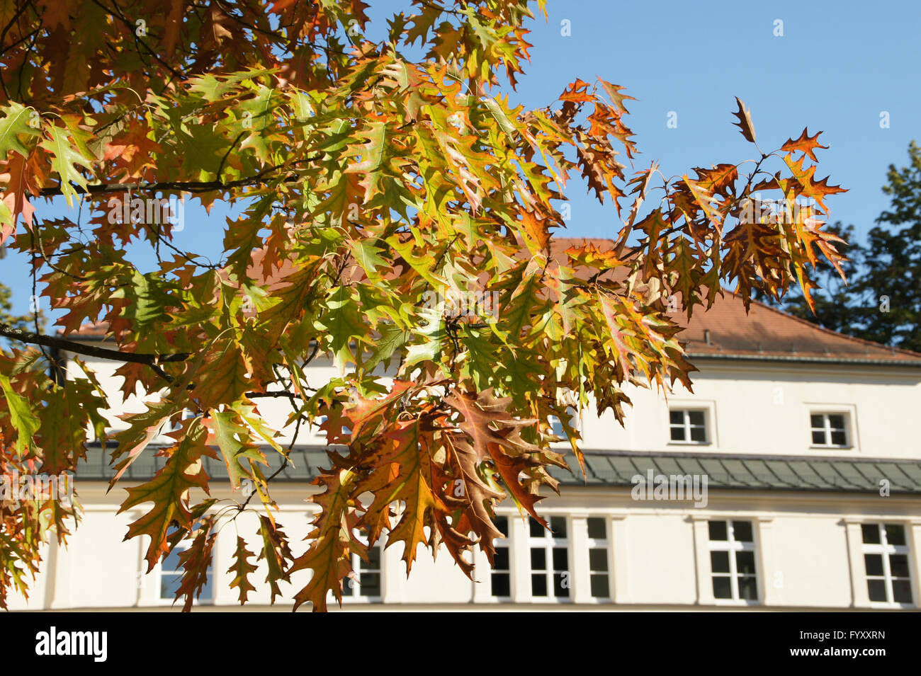 Quercus rubra, American red oak Stock Photo - Alamy