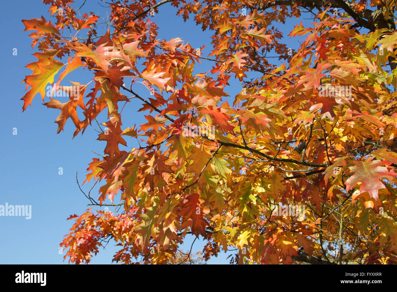 Quercus rubra, American red oak Stock Photo - Alamy