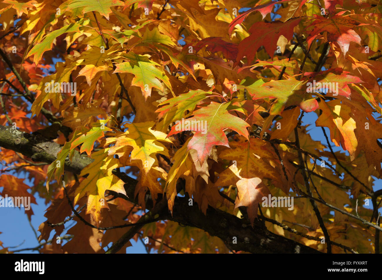 Quercus rubra, American red oak Stock Photo - Alamy