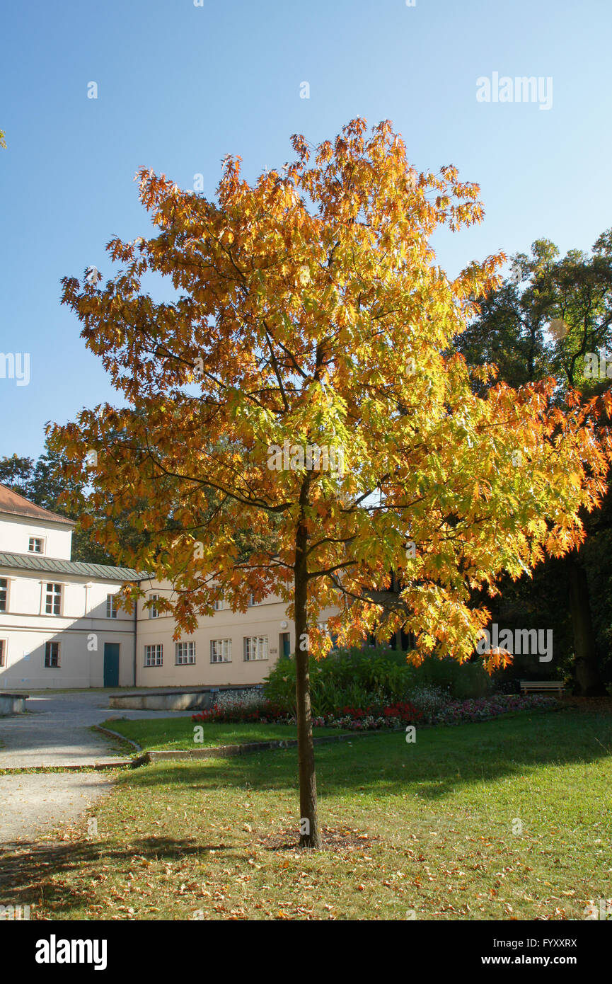 Quercus rubra, American red oak Stock Photo - Alamy