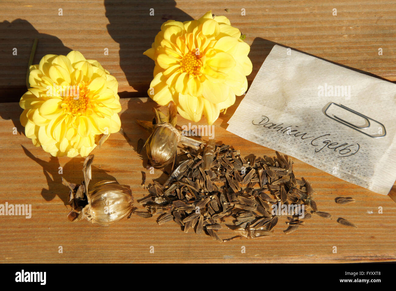 Dahlia seeds hi-res stock photography and images - Alamy