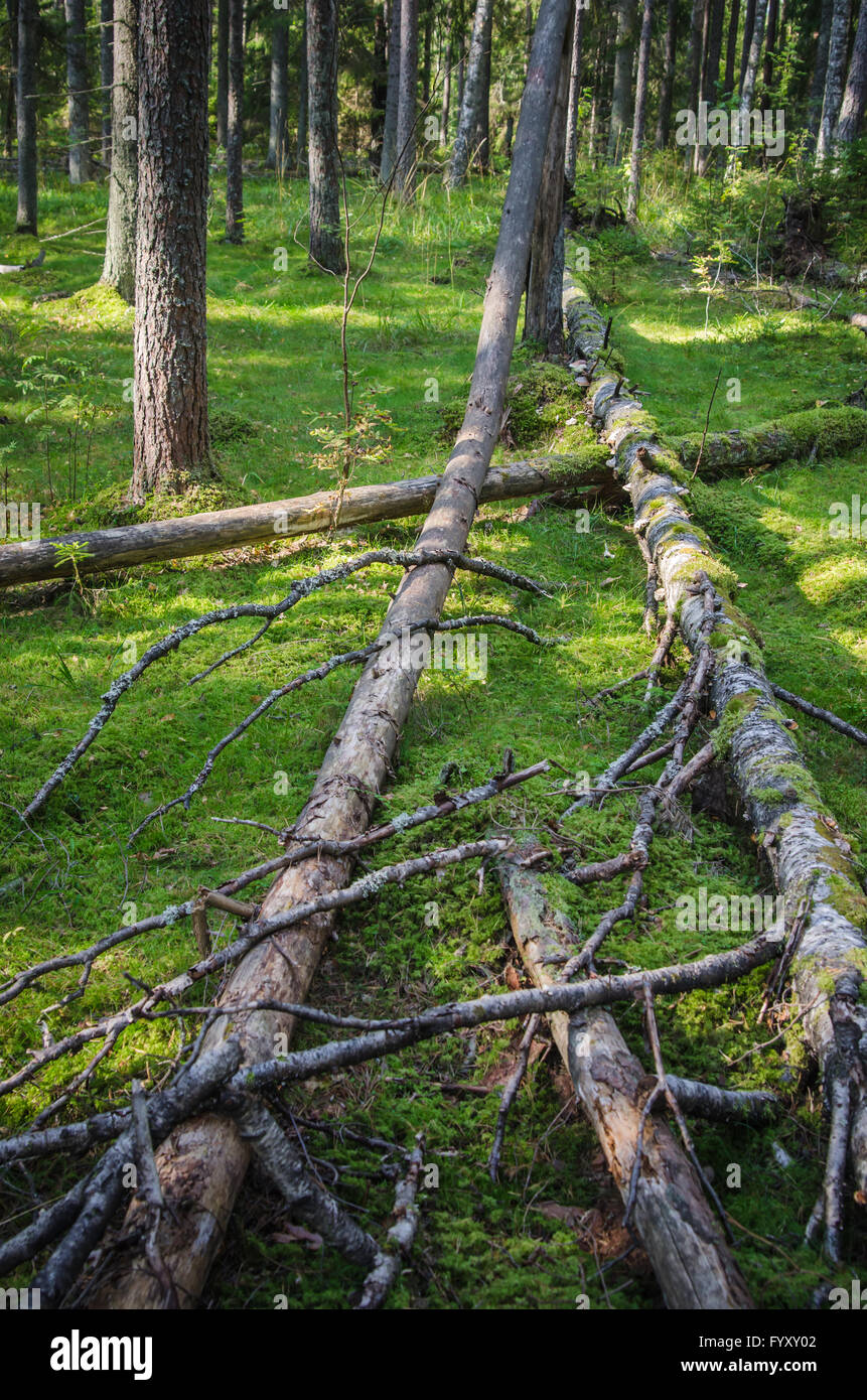 Fallen trees in the forest hi-res stock photography and images - Alamy