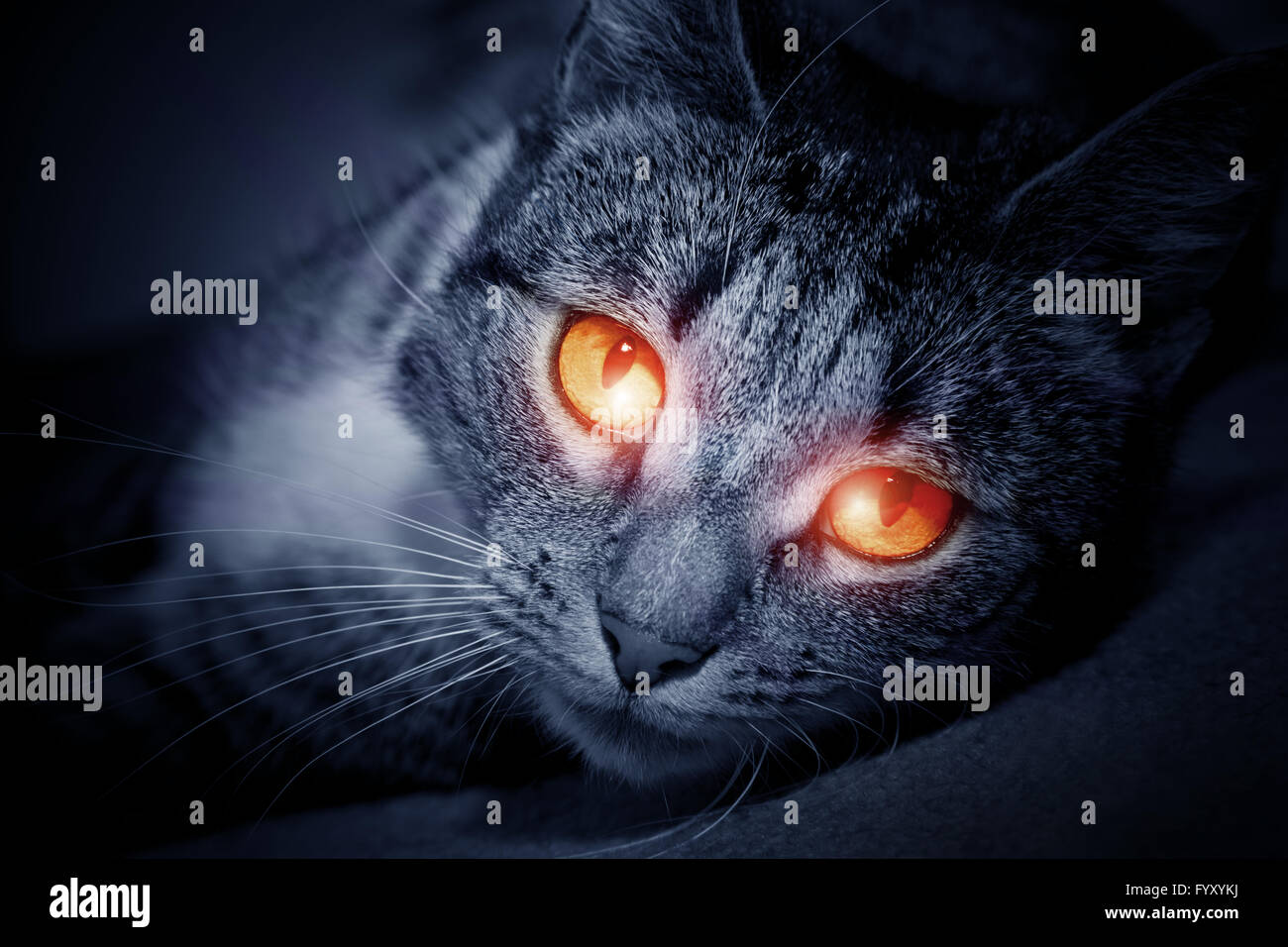 Cat with scary red glowing eyes Stock Photo - Alamy