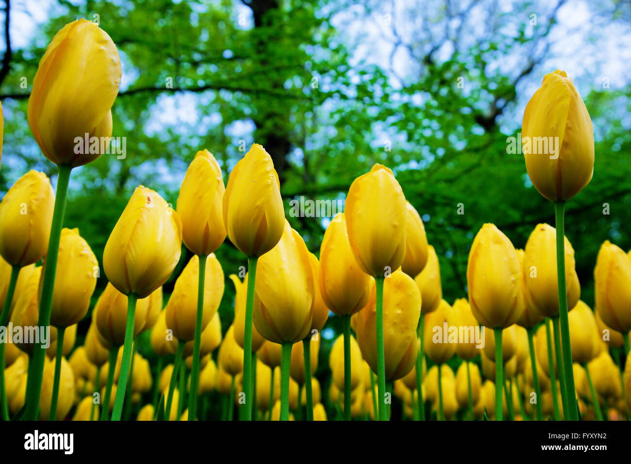 Closeup yellow purple tulip hi-res stock photography and images - Alamy