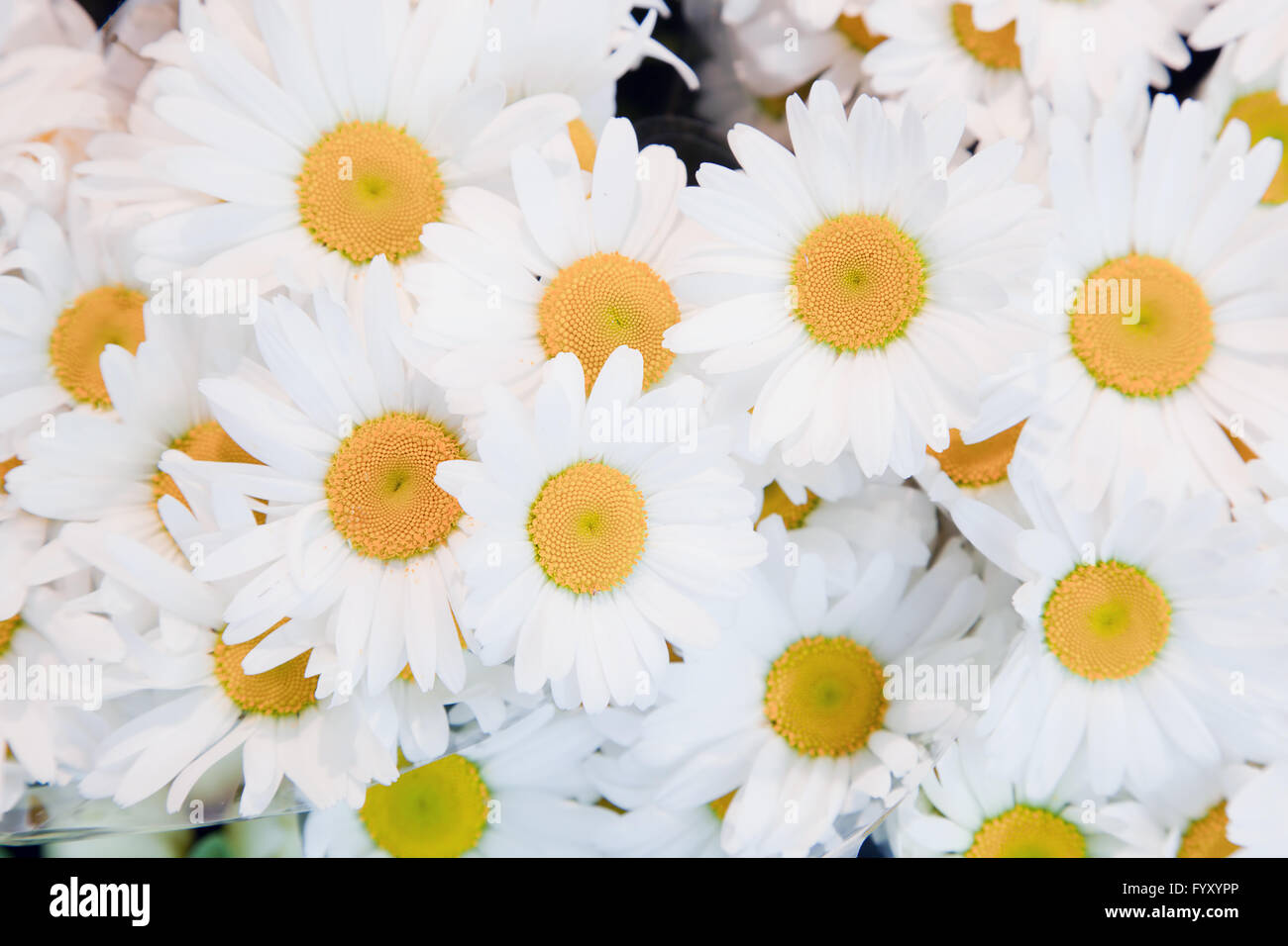 Soft spring flowers background Stock Photo - Alamy